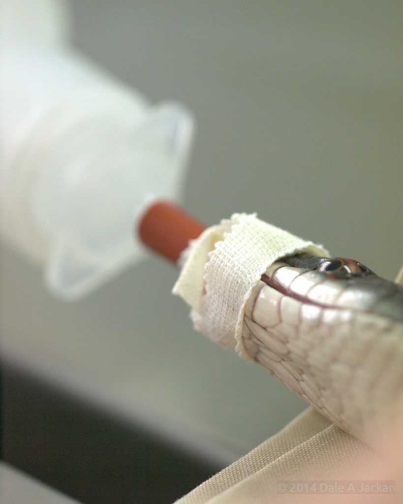 Reptiles -Dale Jackan